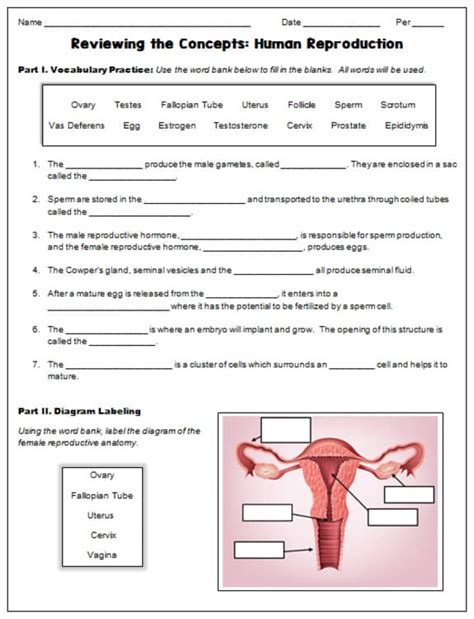 Malefemale Reproductive System Review Worksheetquiz Tpt