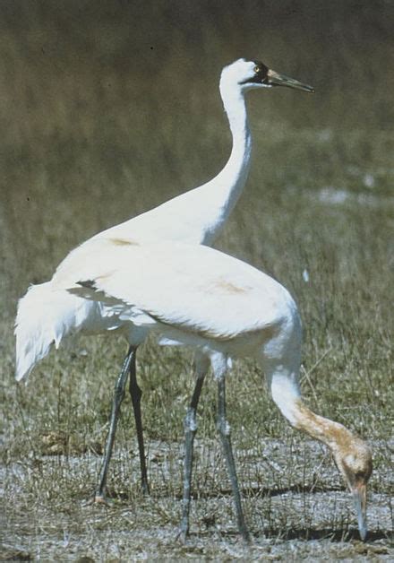 Anexoespecies Animales En Peligro De Extinción Wikipedia La