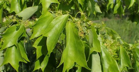 Trident Maple Growing And Care The Garden Magazine
