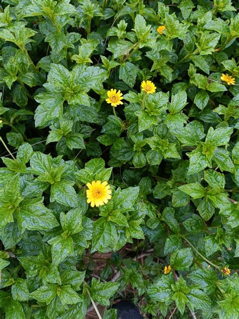 D Kumar Sarkar On Linkedin Small But Beautiful ️ Gives A Refreshing