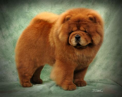 Ảnh Chó Chow Chow Xinh Đẹp Nổi Bật Với Bộ Lông Dày