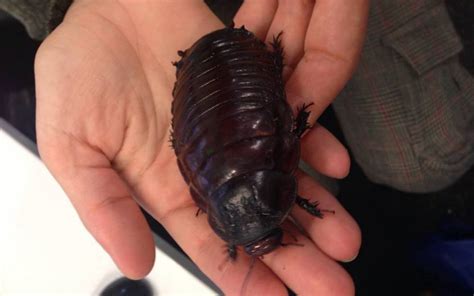 Giant Cockroach Pictures