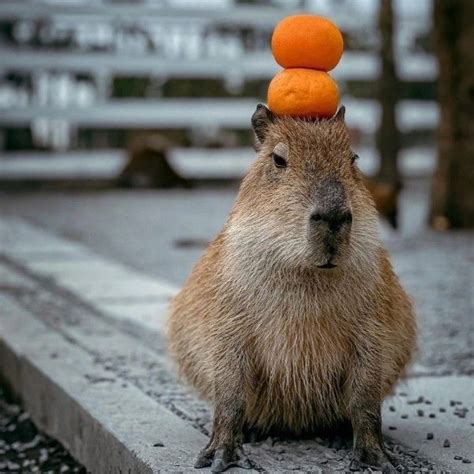 Pin On Capybara Love In 2024 Capybara Pet Cute Animals Capybara