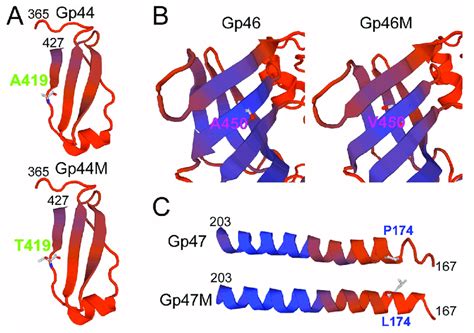 Predicted Structure Of The Regions In The Mutant Proteins From The