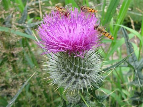 Top Benefits Of Blessed Thistle The Complete Guide To Natural Healing