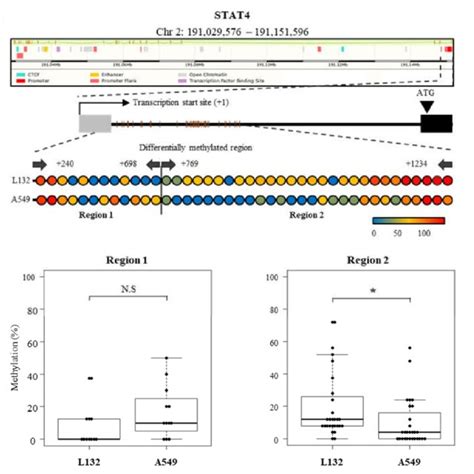 Expression Of Complement Factor H Cfh In Lung Cell Lines And Human Download Scientific