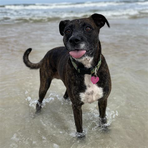 Derpy Blep Album On Imgur