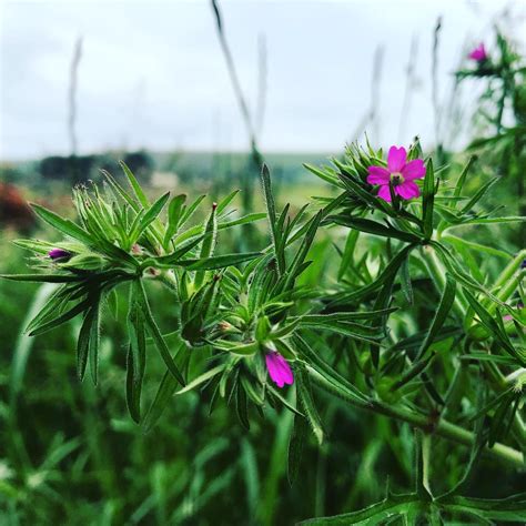 Cutleaf Geranium Forageforknowledge