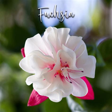 Fuchsia Cutter The Blanc Canvas