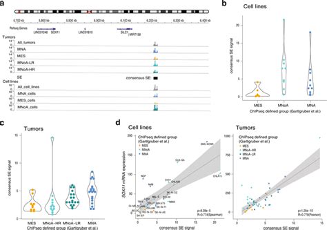Sox11 Is Flanked By Multiple Cis Interacting Adrenergic Specific