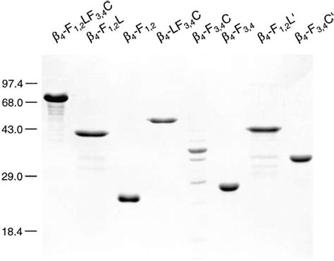 Sds Page Of Integrin β4 Mutant Proteins Expressed In Bacteria