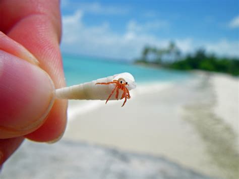 Hermit Crab Babies