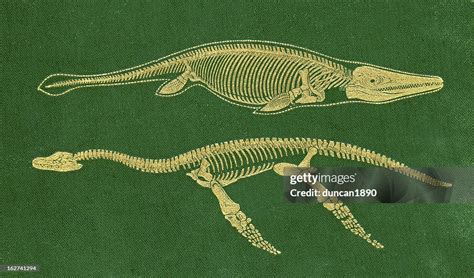 Dinosaur Ichthyosaurus And Plesiosaurus High Res Vector Graphic Getty