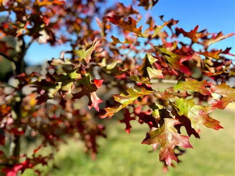 Oak Scarlet Leaves Free Photo On Pixabay Pixabay