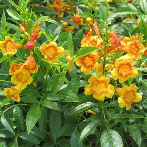 Tecoma Stans Sparklette Esperanza Siteone Us