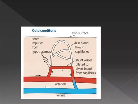 Cutaneous Circulation And Splanchnic Circulation Pptx