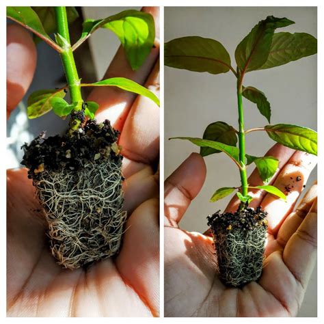 Root Porn Malay Red Vein Seedling R Druggardening