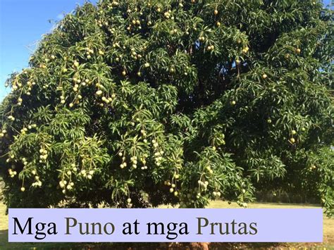 Mga Likas Na Yaman Pptx