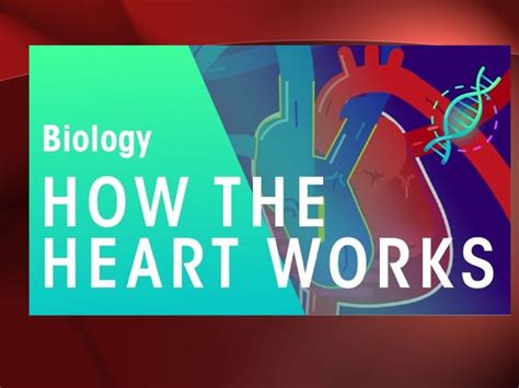 Circulatory System Organ And Functionpptx