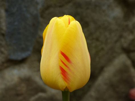 Tulipa Flor Tulipas Foto Gratuita No Pixabay Pixabay