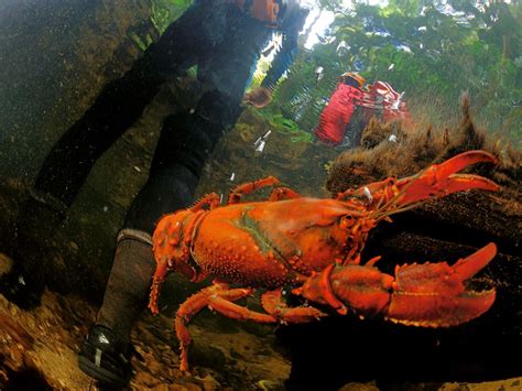 Crayfish Australia Okay Wallpaper