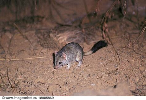 Double Crested Pouch Mouse Double Crested Pouch Mouse Double Crested