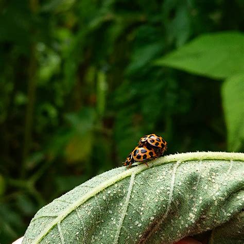 The Worlds Most Romantic Gallery Of Insect Sex Design You Trust