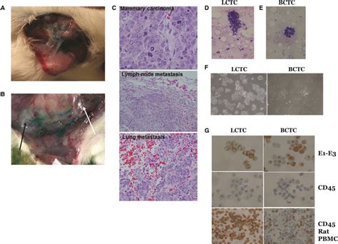 Lymph Vessel Visualization Lymph And Lctc Collection Identification