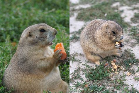 Gopher Vs Groundhog 15 Differences