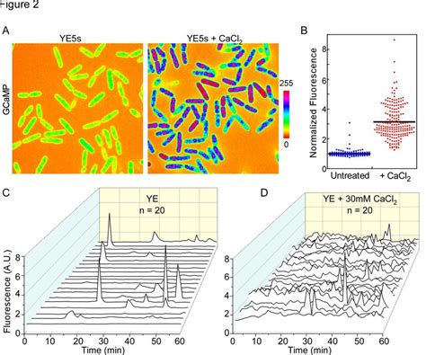 Gcamp Responds To The Intracellular Calcium Level Increase A B The