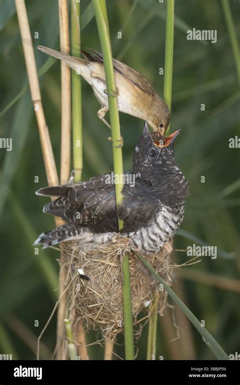 Common Cuckoo And Eurasian Reed Warbler Cuculus Canorus And Acrocephalus
