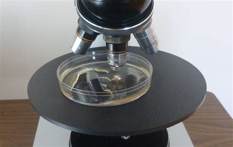 Microscopy Musings Diy Scanning Microscope