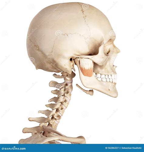The Masseter Deep Stock Illustration Illustration Of Biology 56286327