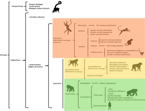 Ape Vs Monkey 7 Key Differences Between These Primates ️