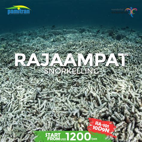 10d9n Northern Raja Ampat Snorkeling Tour Pamitran Tours