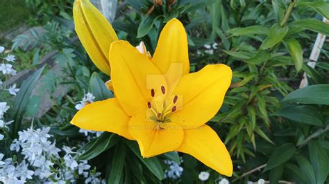 Lily 128 By Kicia555 On Deviantart Lily 128 By Kicia555 On Deviantart