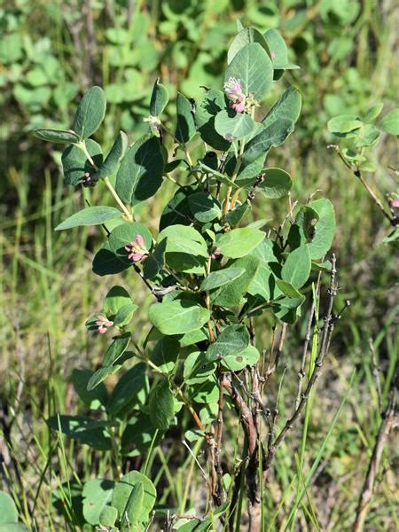Symphoricarpos Occidentalis Western Snowberry Fsus