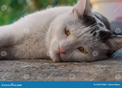 Cute White Cat With Black Spots On Her Head Near Her Ears Lying On Her