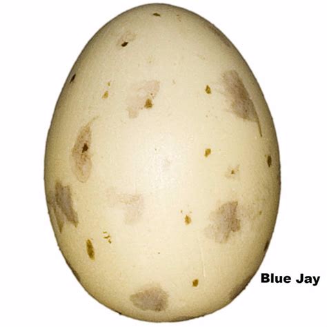 Blue Jays Eggs