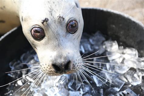 Seal Animal