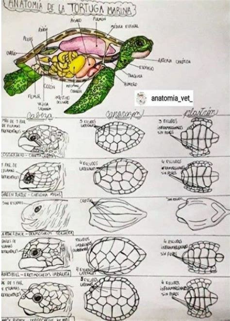 Anatomía De La Tortuga