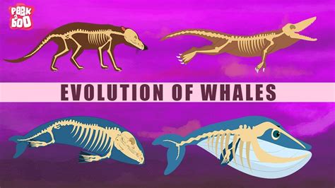 Evolution Of Whale