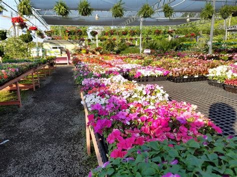 Moon Valley Nursery Your Premier Destination For Quality Trees And Plants Green Street Media