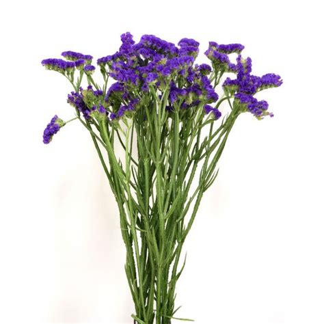 Statice Limonium En 2024 Botanica