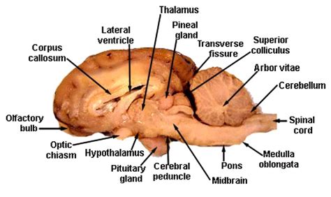 Sheep Brain Animal Physiology