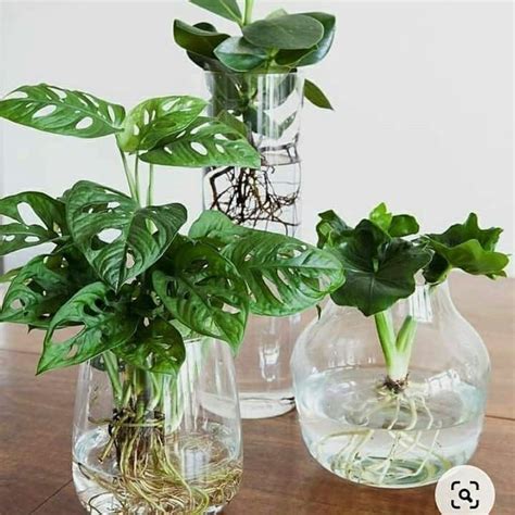 Jual Bisa Cod 3 Pke Tanaman Air Janda Bolong Philo Jari Tepan Ijo