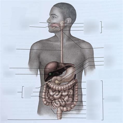 Unit 4 Digestive And Urinary Systems Diagram Quizlet