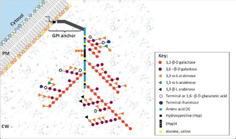 Structure Des Agps Les Agps Sont Des Protéoglycanes Contenant Download Scientific Diagram