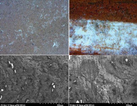 Optical Micrographs Top And Sem Images Bottom Of Fresh Left And