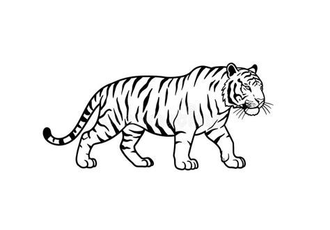 Tiger Clipart Outline Stock Vector Illustration Of Tiger 364619738